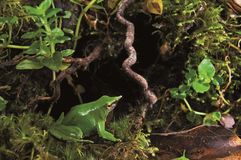 oncol - Arauco Perú